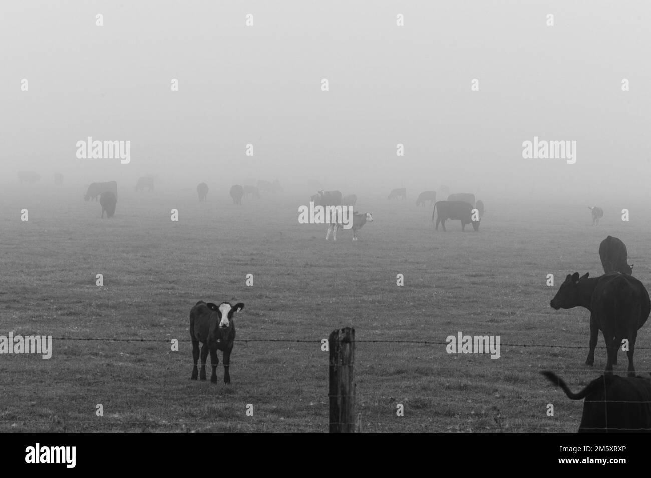 A grayscale of a foggy ranch and a herd of cows beyond the fence Stock ...