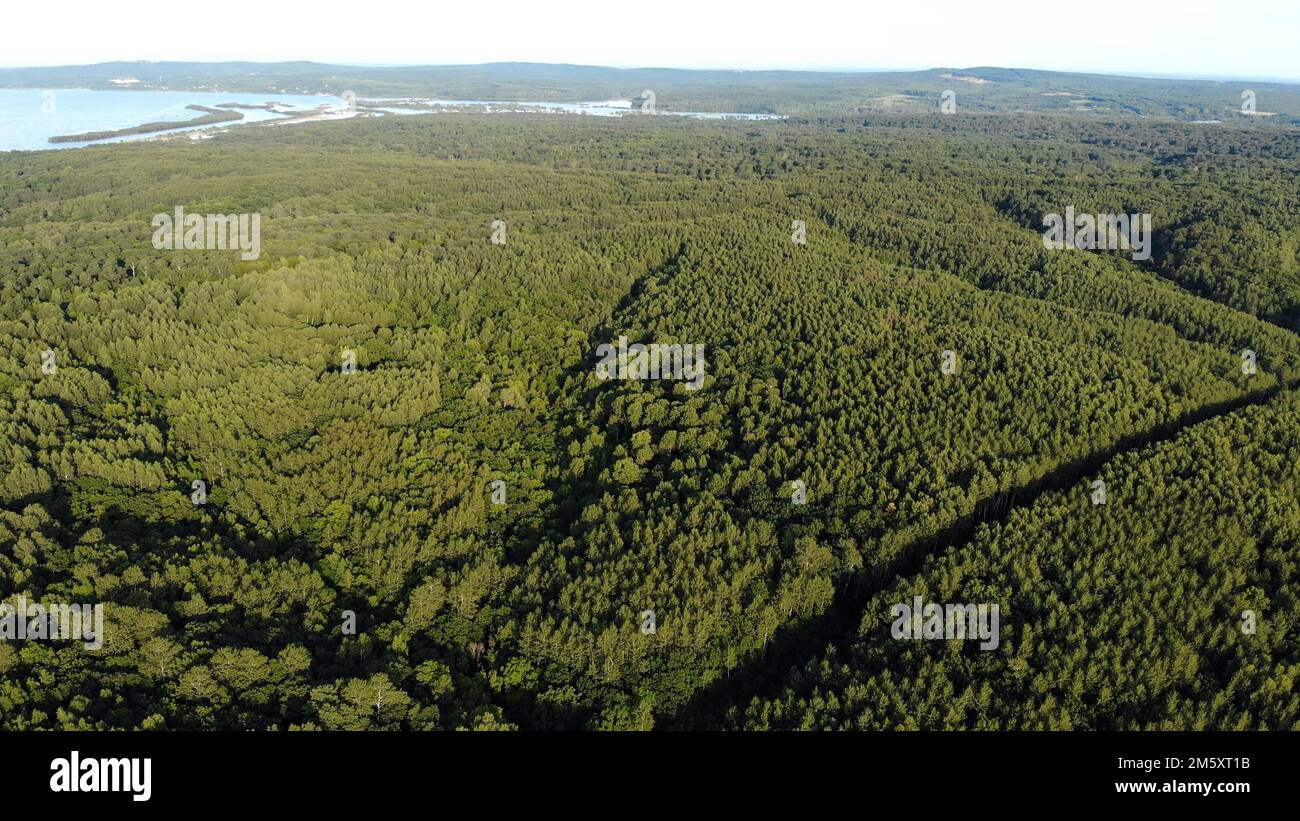 Amur river plants