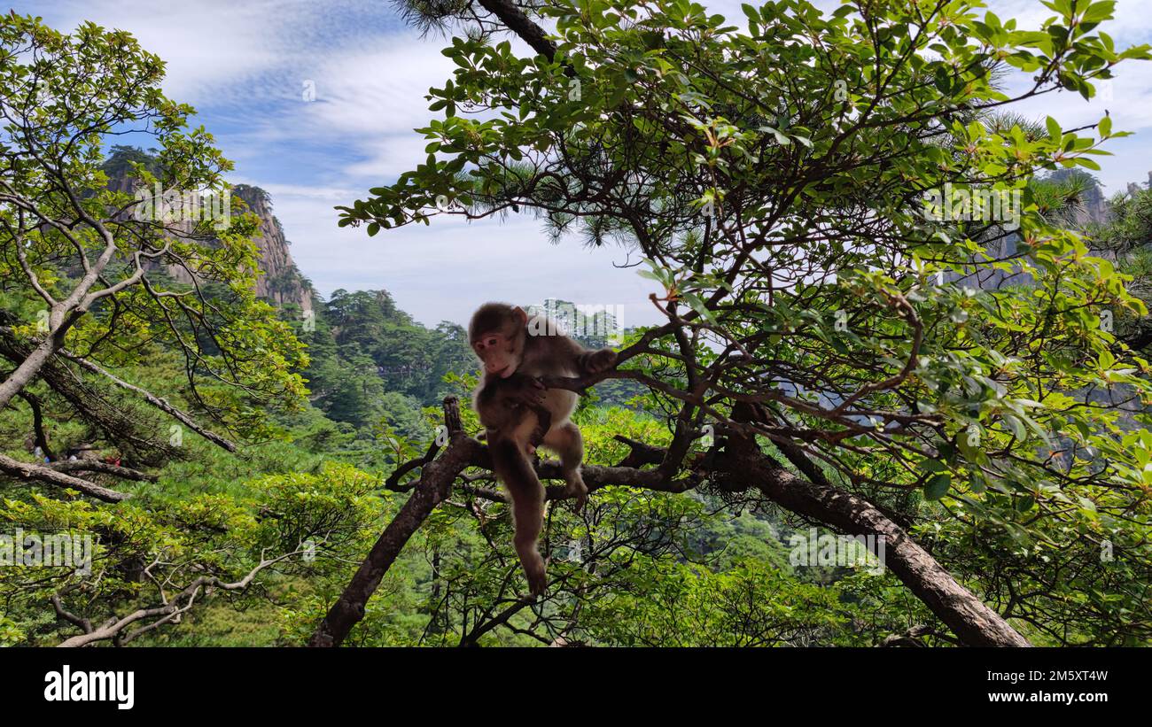 A cute little monkey sitting on a tree branch in a jungle Stock Photo ...