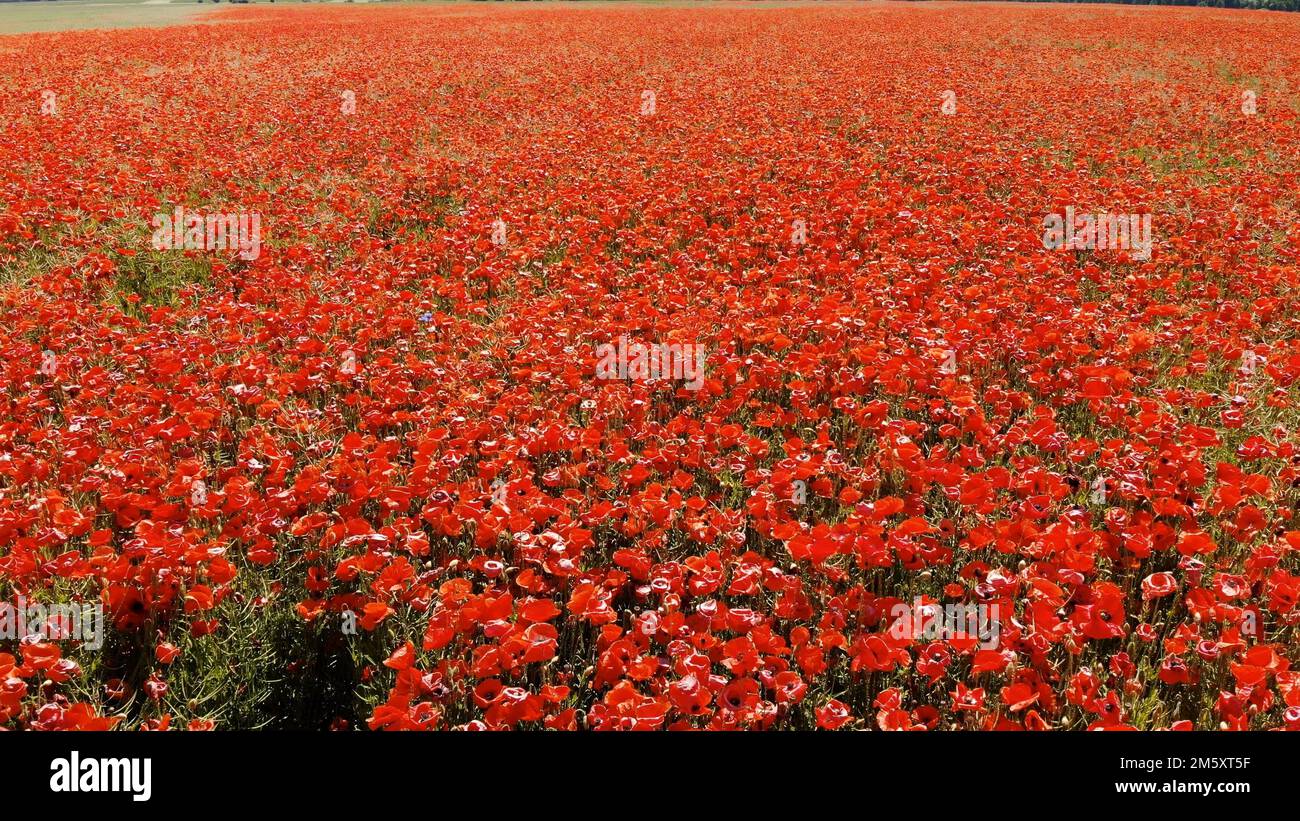 Opium poppy field with trees hi-res stock photography and images - Alamy