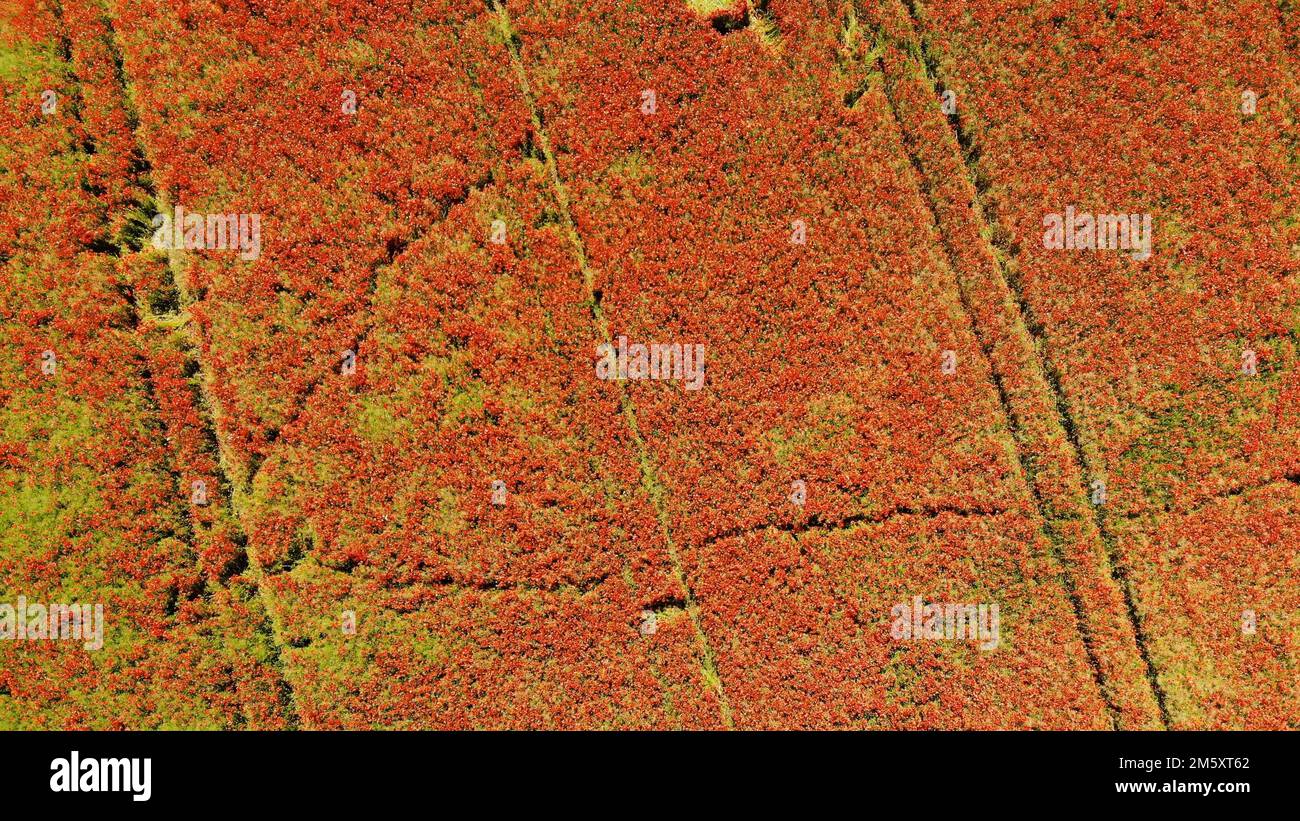 A red field of poppy flowers. Drone video Stock Photo - Alamy