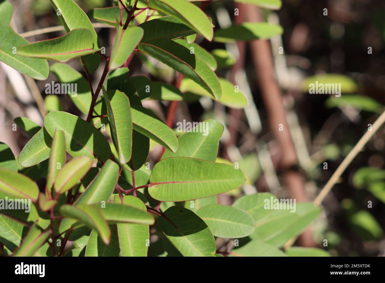 Green distally cuspidate oblongly lanceolate leaves of Malosma Laurina ...