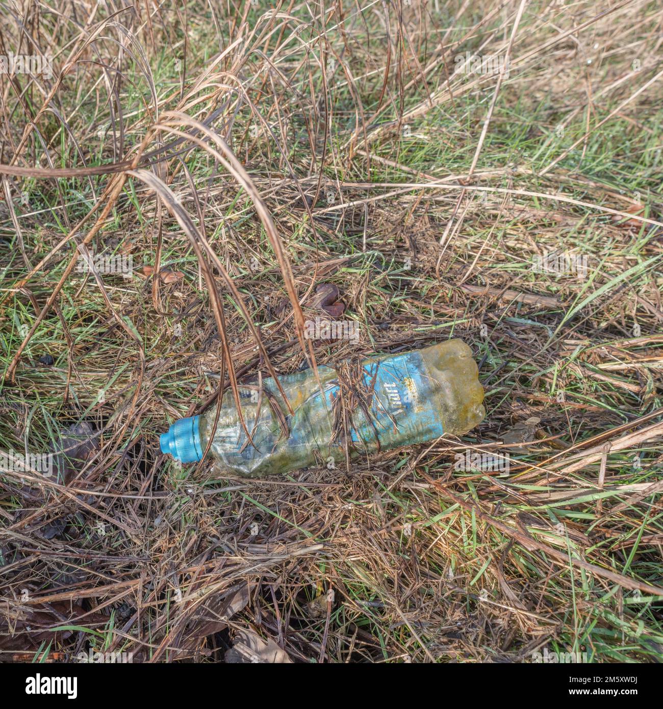 PTFE soft drinks plastic bottle tangled in long dead grass. For plastic ...