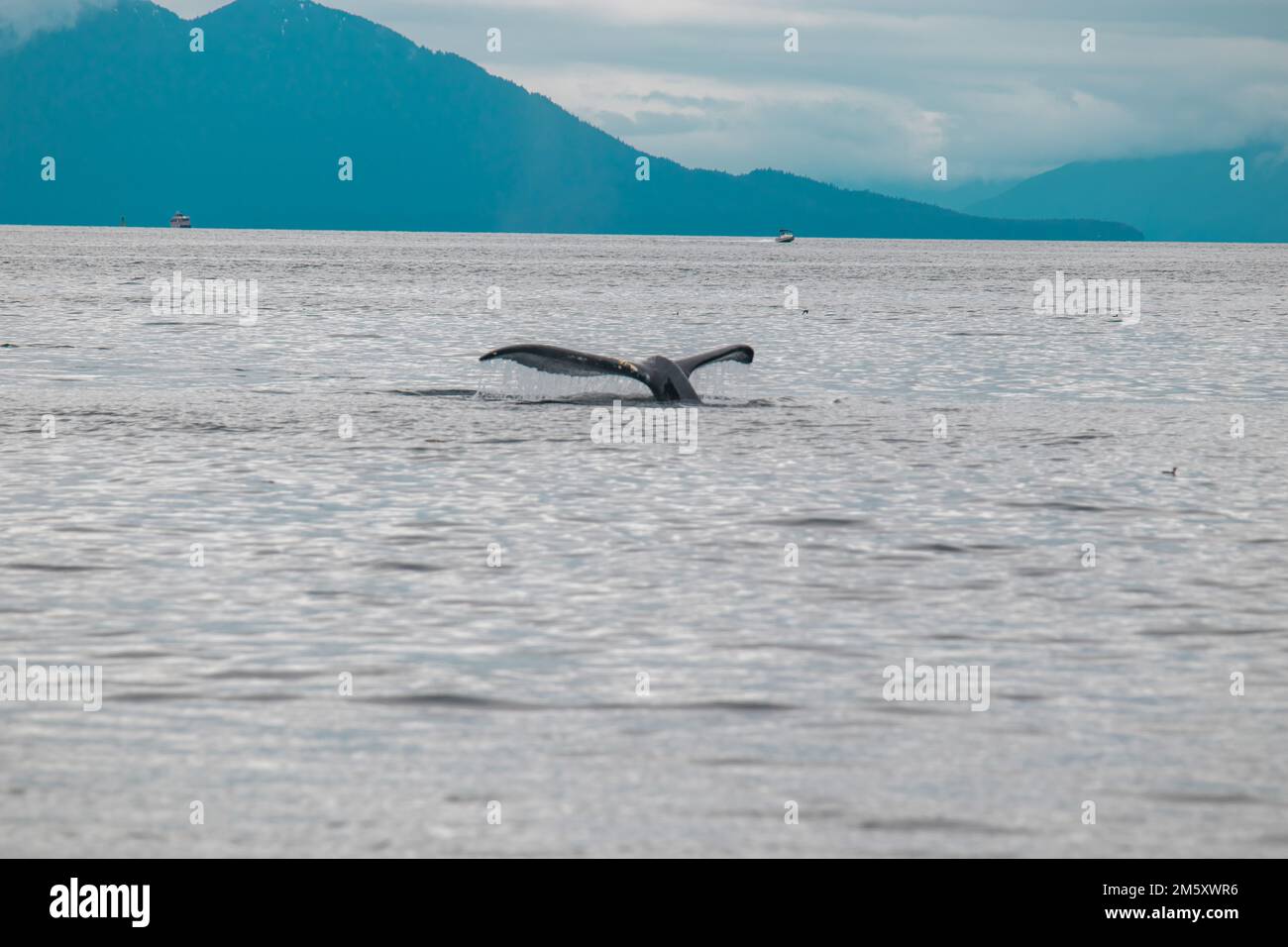 A whale's tail above the surface of the sea Stock Photo - Alamy