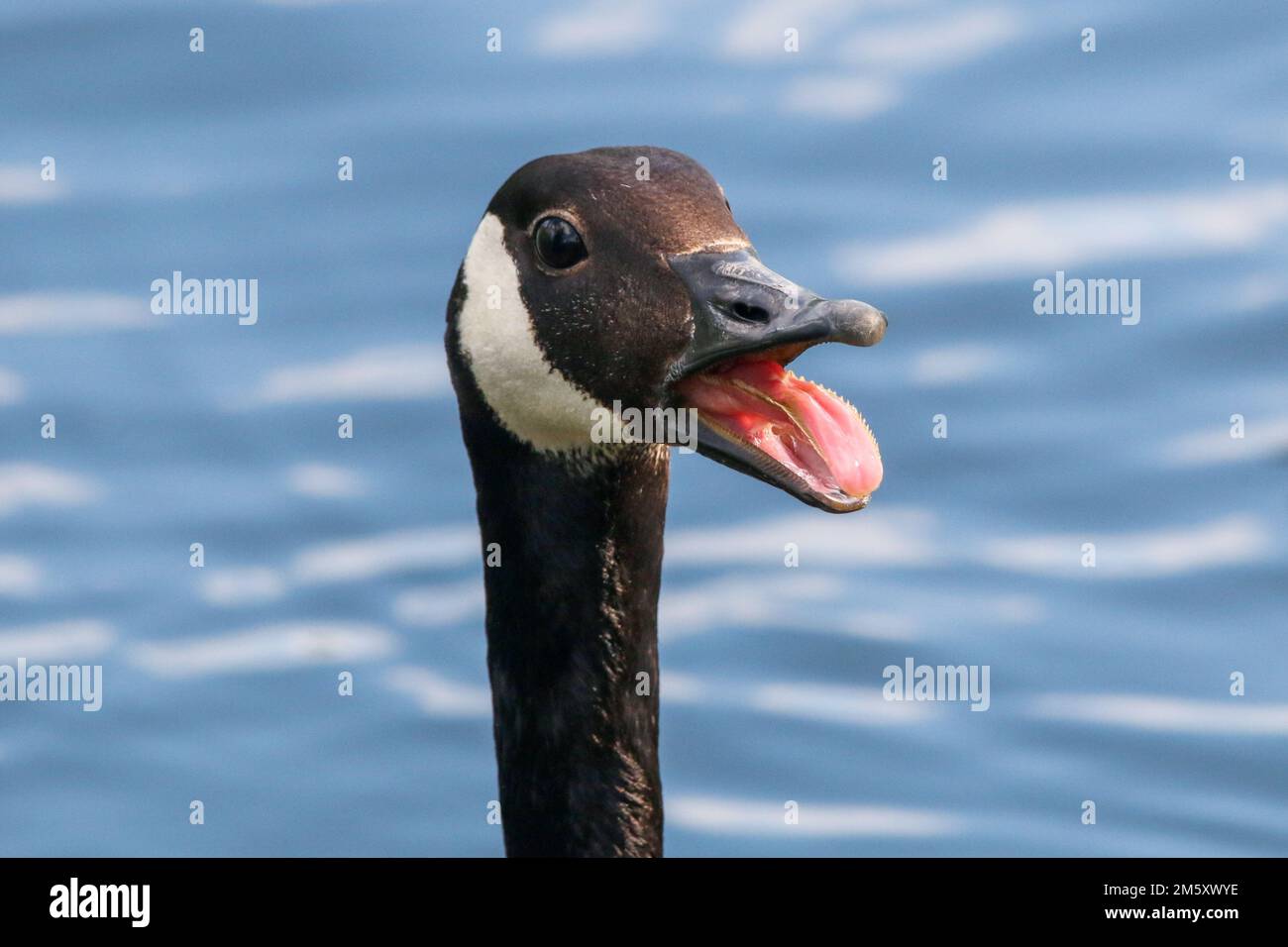A closeup of a goose with a shocked expression on a blurred background ...