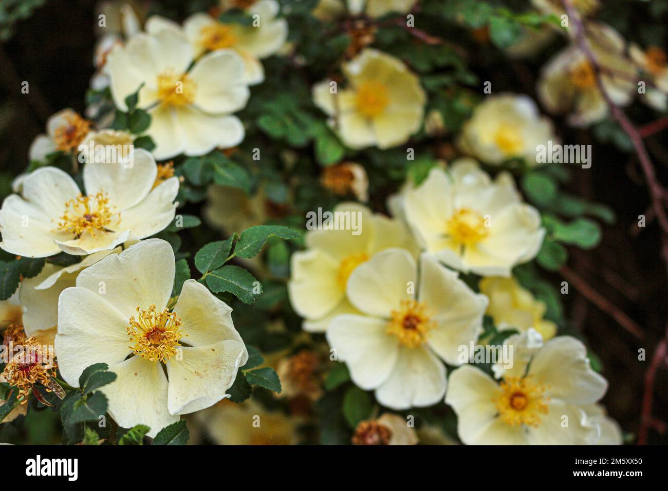Amazing Rosa xanthina in bloom, photographed at the arboretum Stock ...