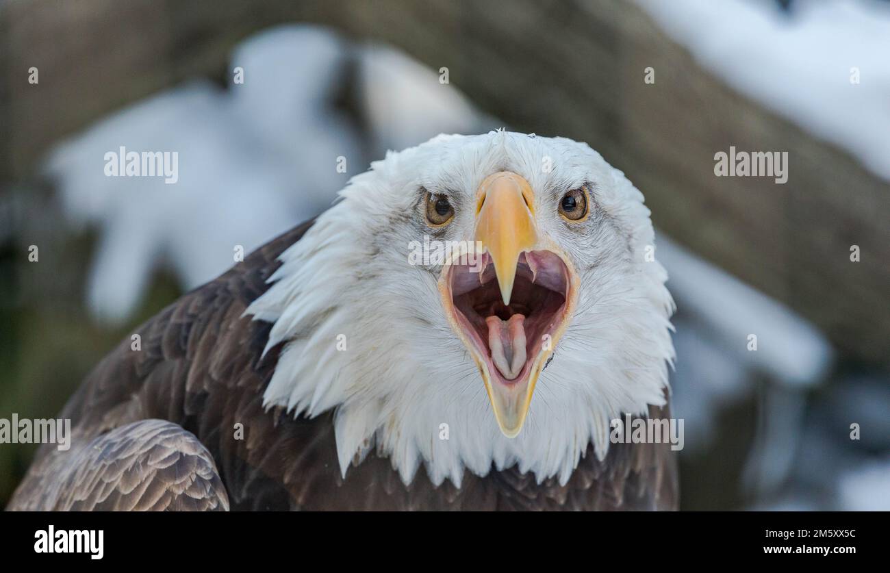 Angry bald eagle haliaeetus leucocephalus hi-res stock photography and ...