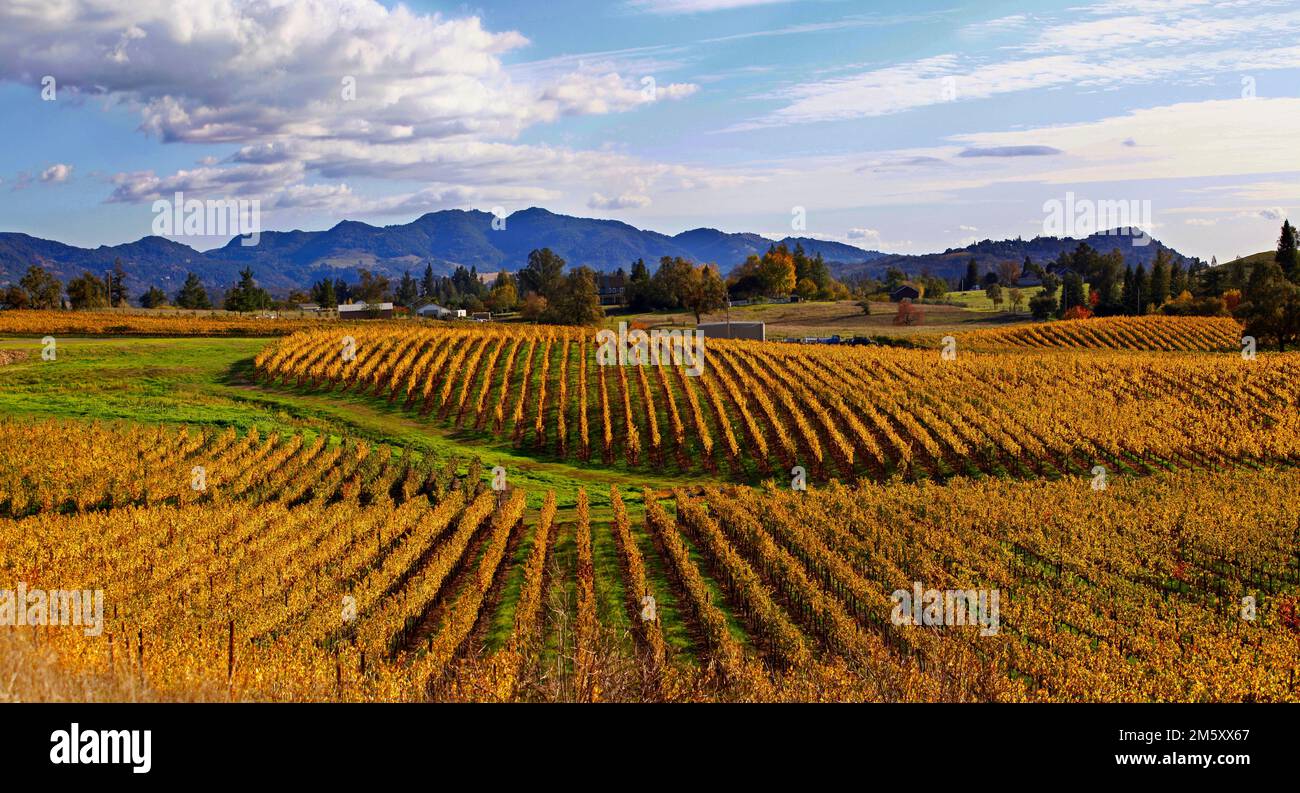 A fall landscape with vast agricultural lands in Napa Valley ...