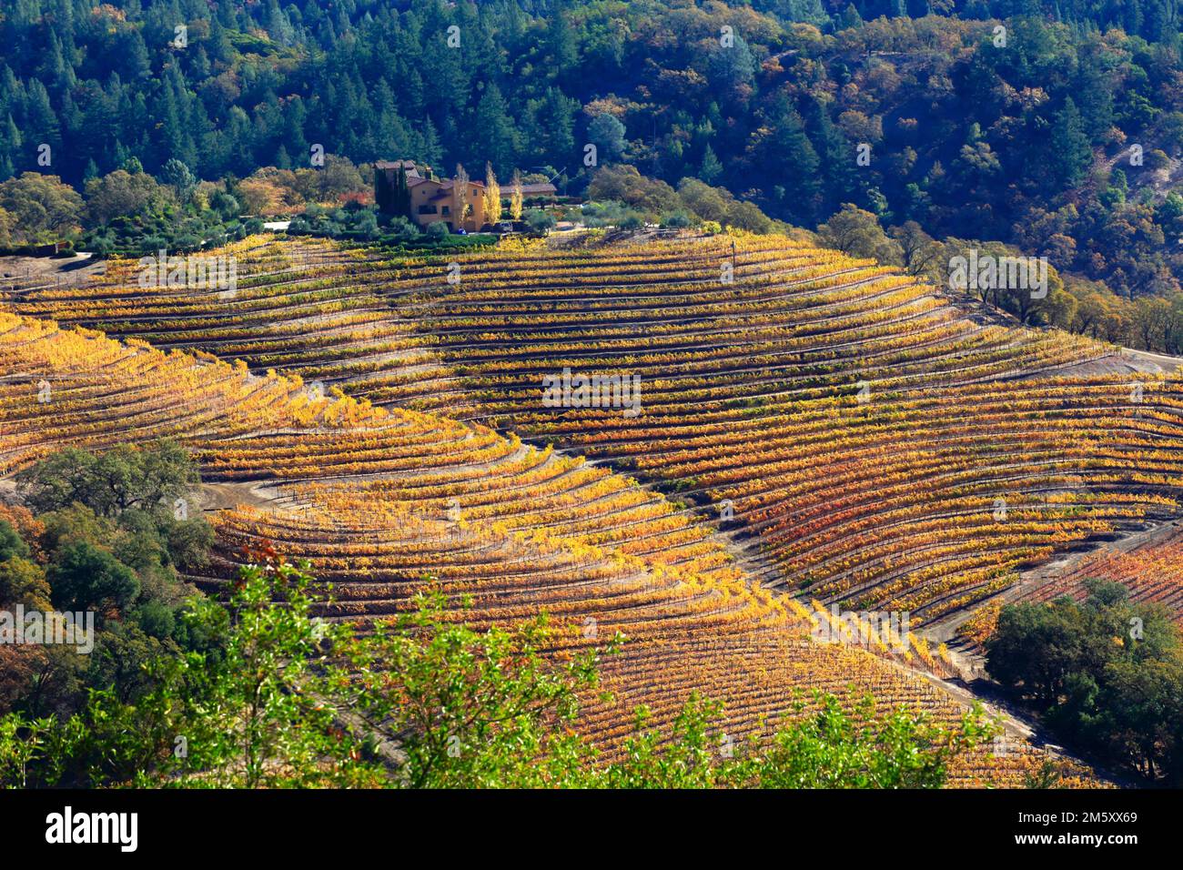 A fall landscape with vast agricultural lands in Napa Valley ...