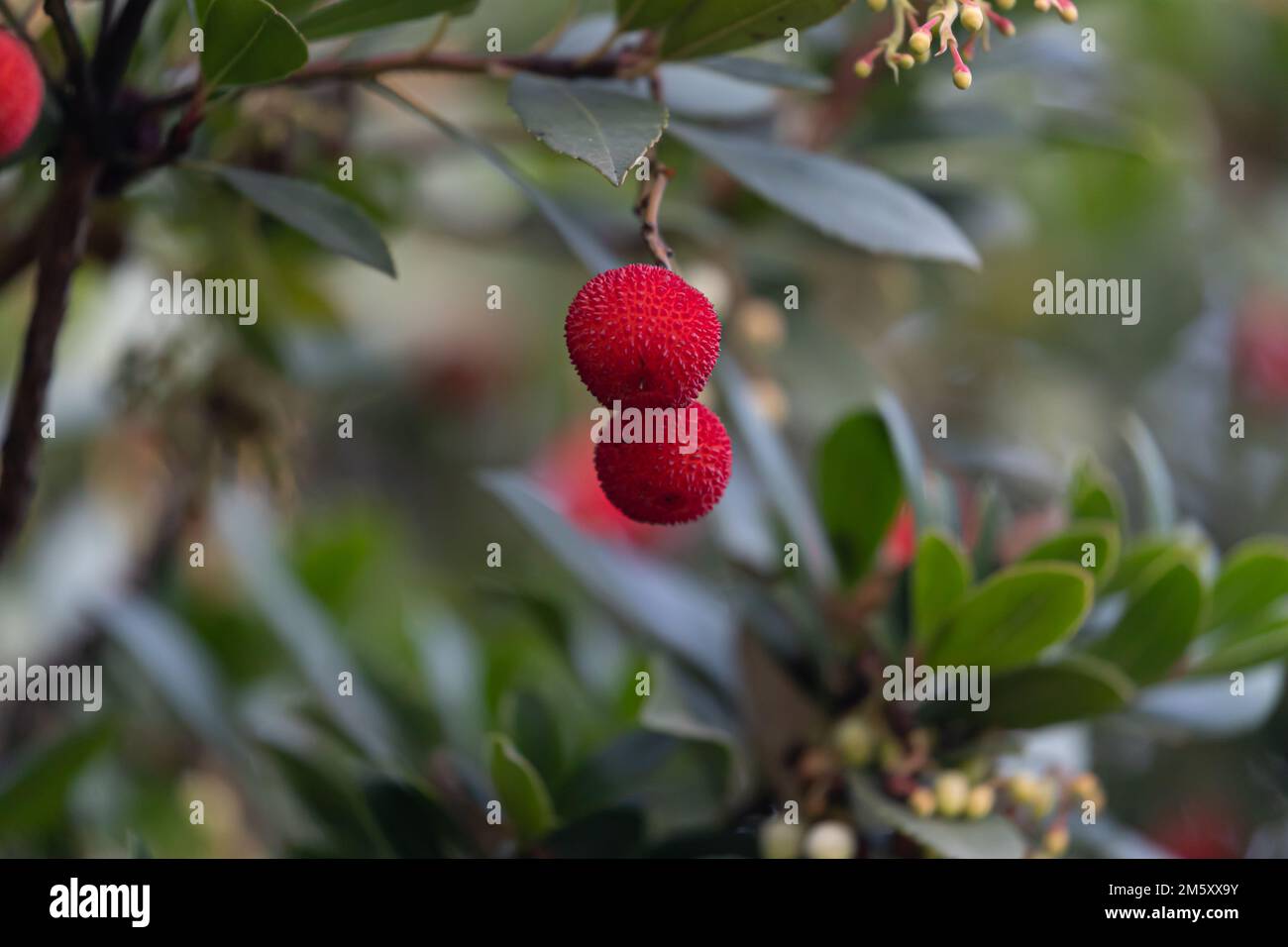 Fruit of Arbutus unedo In the tree in late autumn Stock Photo - Alamy
