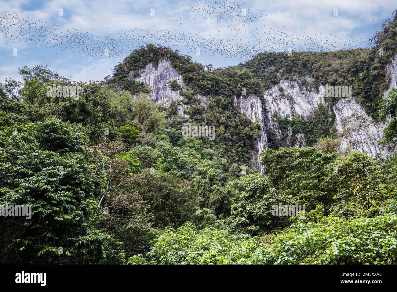 Wrinkle-lipped free-tailed bats (Chaerephon plicatus) leaving Deer Cave ...