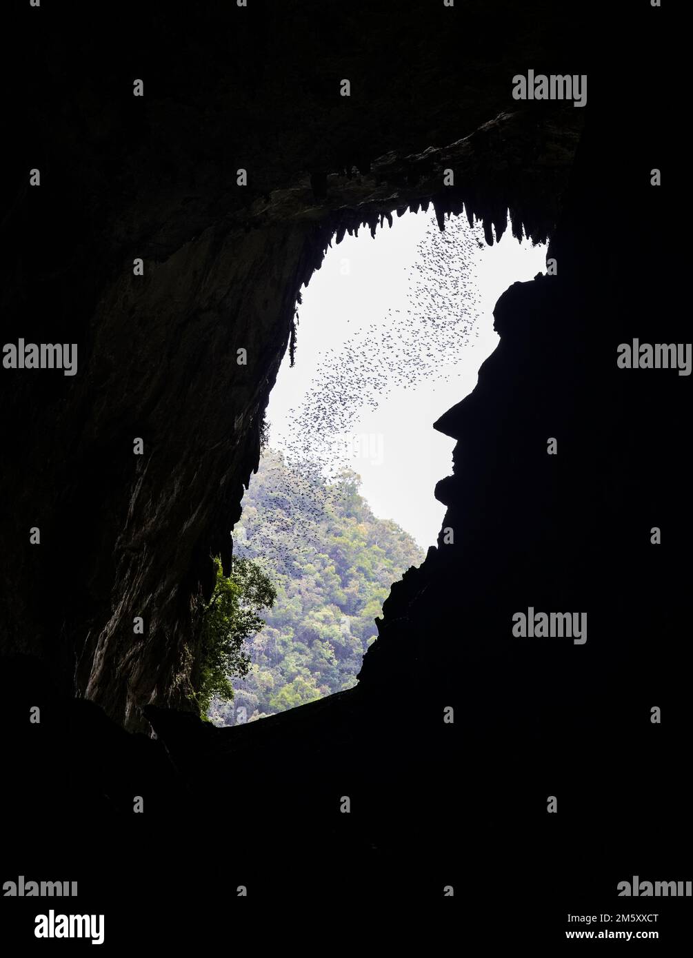 Wrinkle-lipped free-tailed bats (Chaerephon plicatus) leaving Deer Cave ...