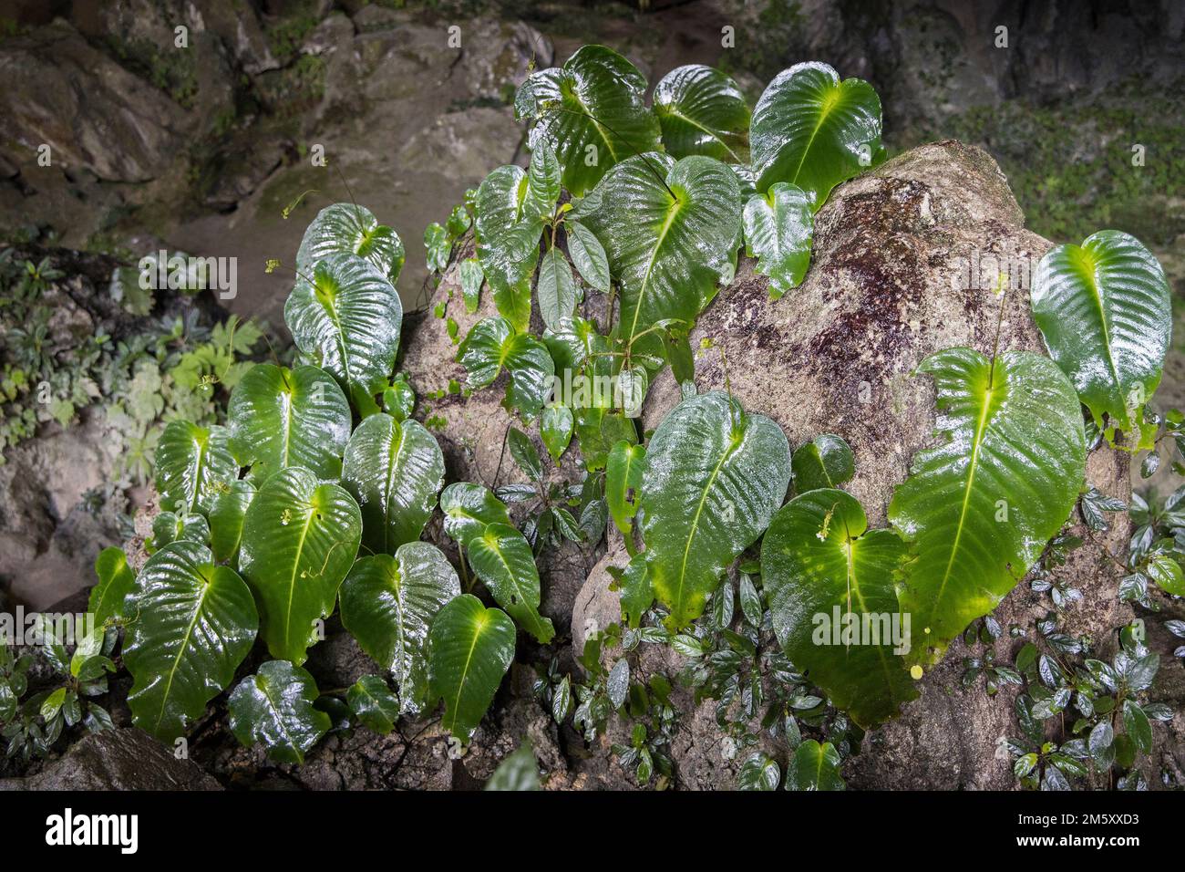 Monophillia pendula, one-leafed plant, Clearwater Cave, Mulu, Malaysia ...