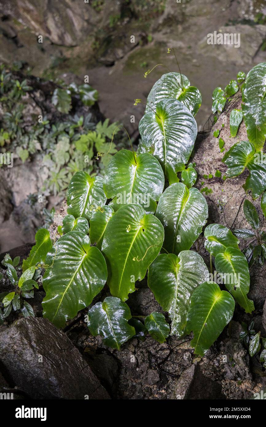 Monophillia pendula hi-res stock photography and images - Alamy