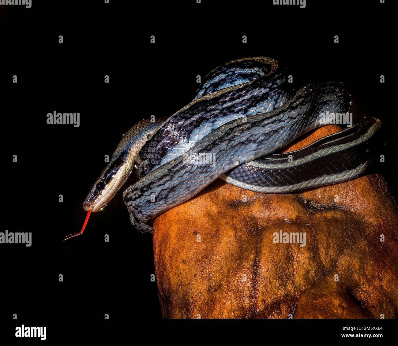 Racer snake hi-res stock photography and images - Alamy