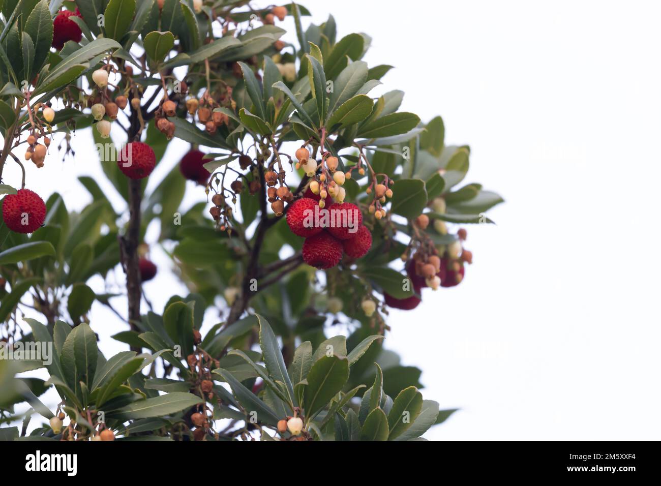 Fruit of Arbutus unedo In the tree in late autumn Stock Photo - Alamy
