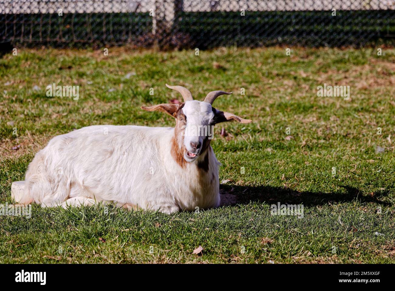 A beautiful goat on the green field Stock Photo - Alamy