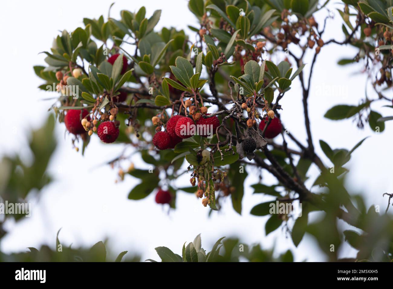 Fruit of Arbutus unedo In the tree in late autumn Stock Photo - Alamy
