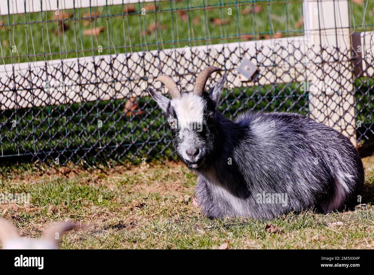 A beautiful goat on the green field Stock Photo - Alamy