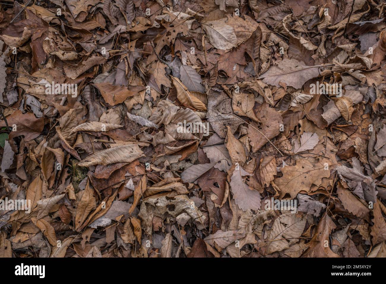Looking down on the forest floor covered with fallen leaves from autumn ...