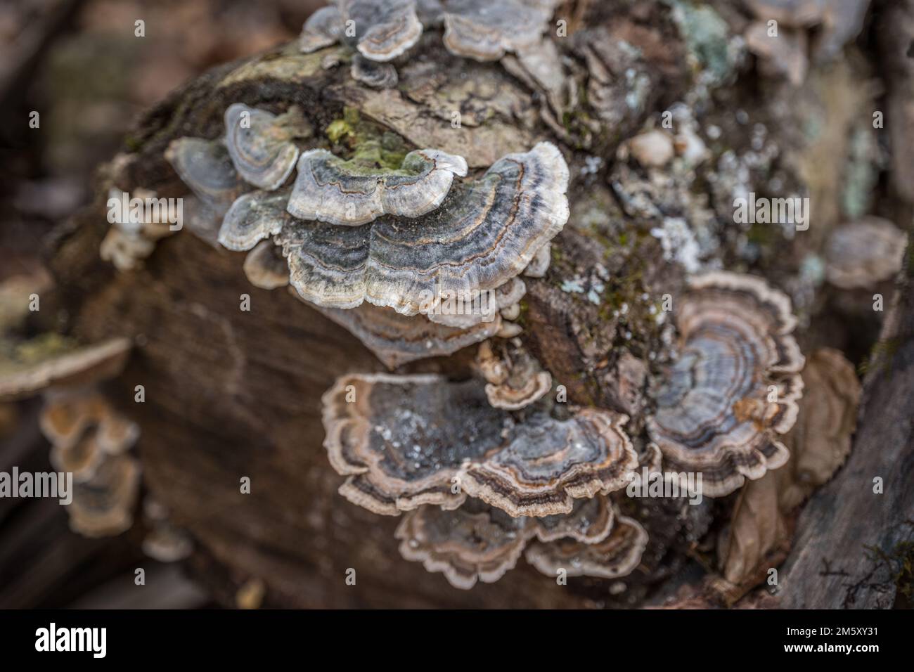 Colorful turkey tail fungus growing in layers on a rotting log laying ...