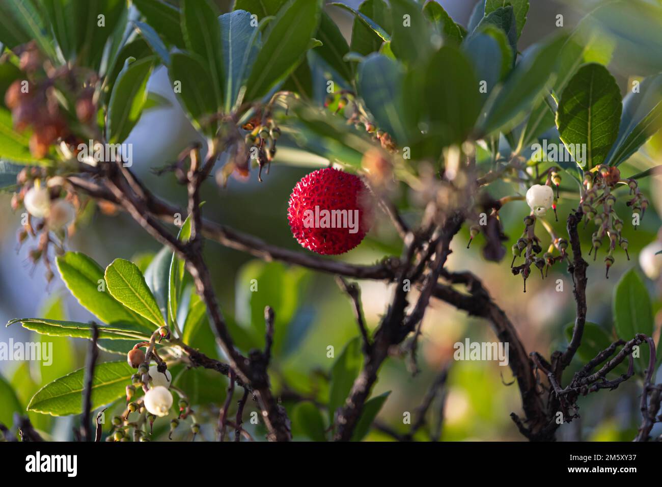 Fruit of Arbutus unedo In the tree in late autumn Stock Photo - Alamy