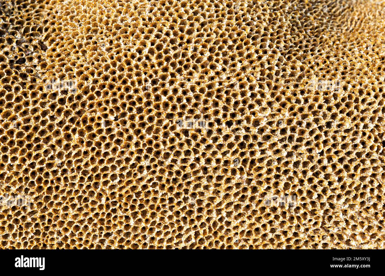 Sabellaria alveolata honeycomb worm reef, Mimid beach, Sidi Boufdail ...