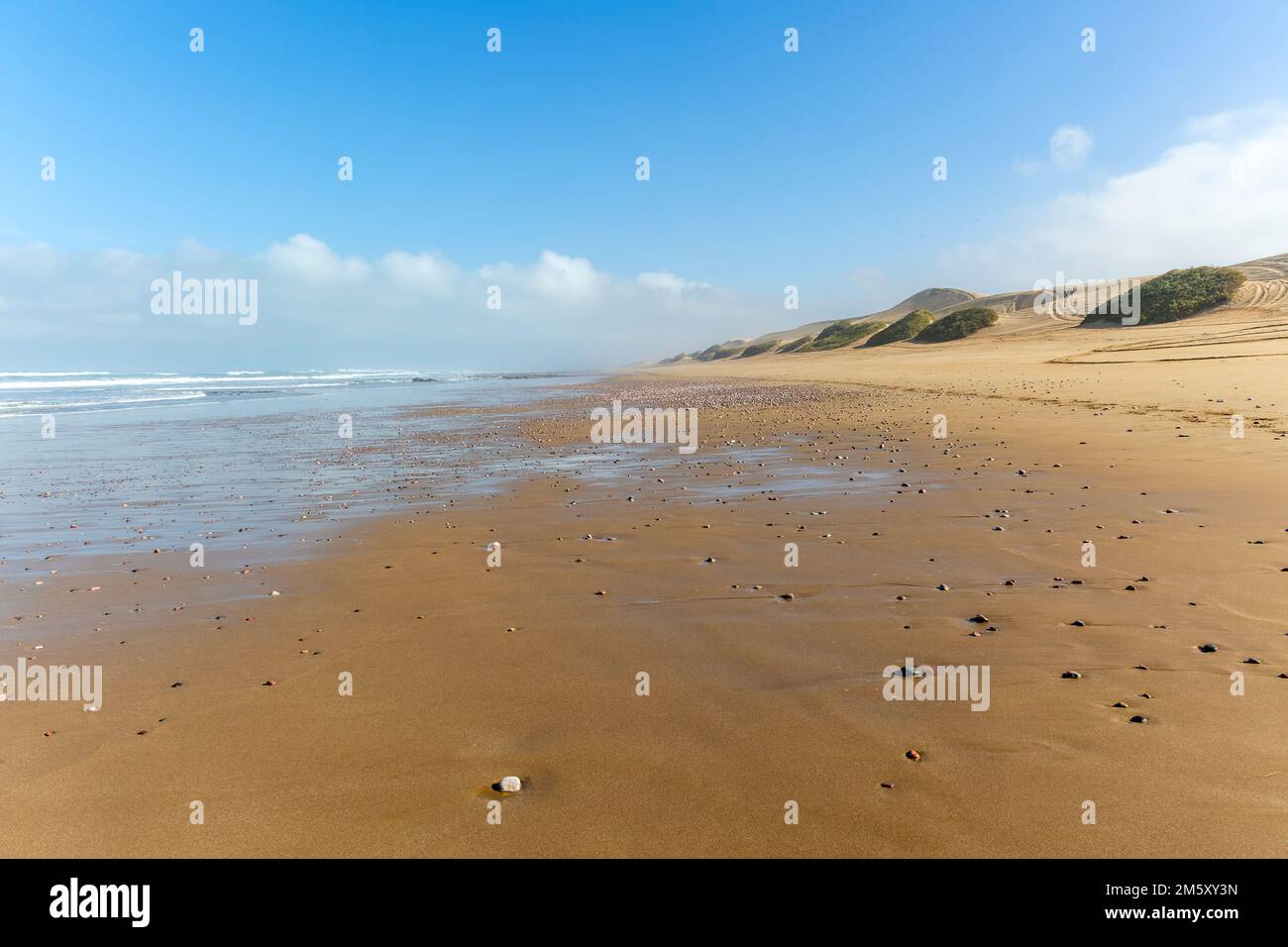 Mimid hi-res stock photography and images - Alamy