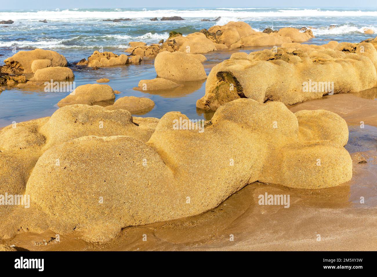Sabellaria alveolata honeycomb worm reef, Mimid beach, Sidi Boufdail ...