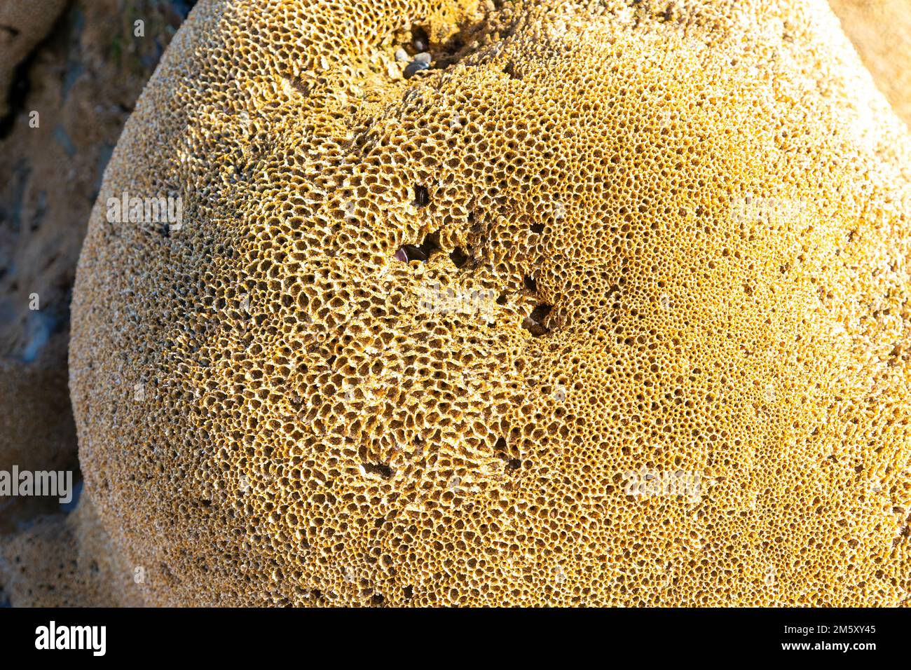 Sabellaria alveolata honeycomb worm reef, Mimid beach, Sidi Boufdail ...