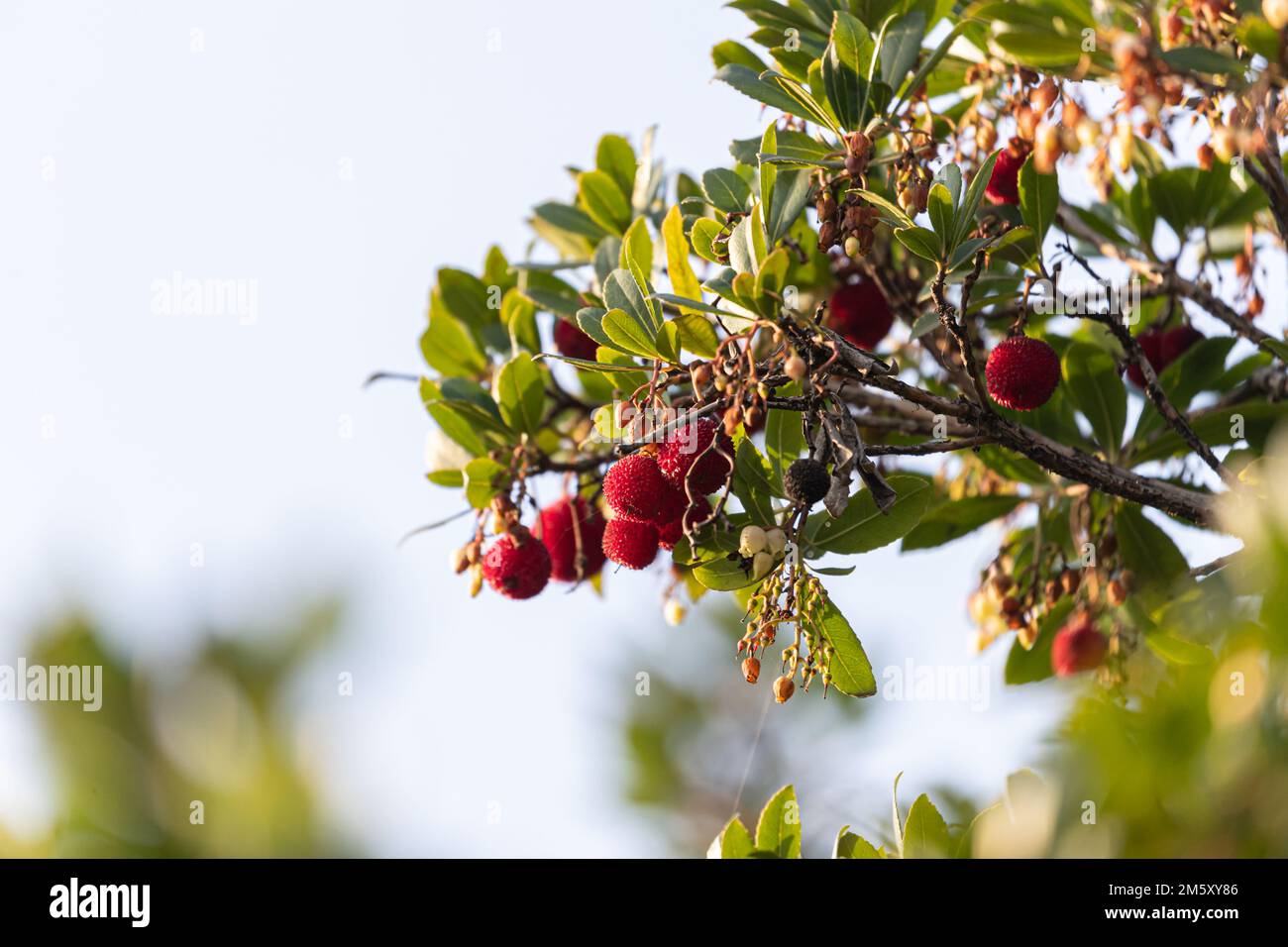 Fruit of Arbutus unedo In the tree in late autumn Stock Photo - Alamy