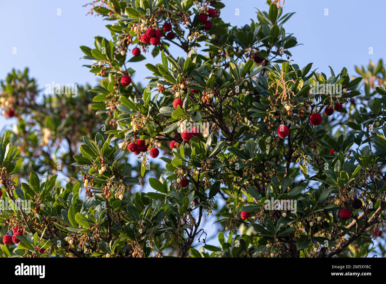 Fruit of Arbutus unedo In the tree in late autumn Stock Photo - Alamy