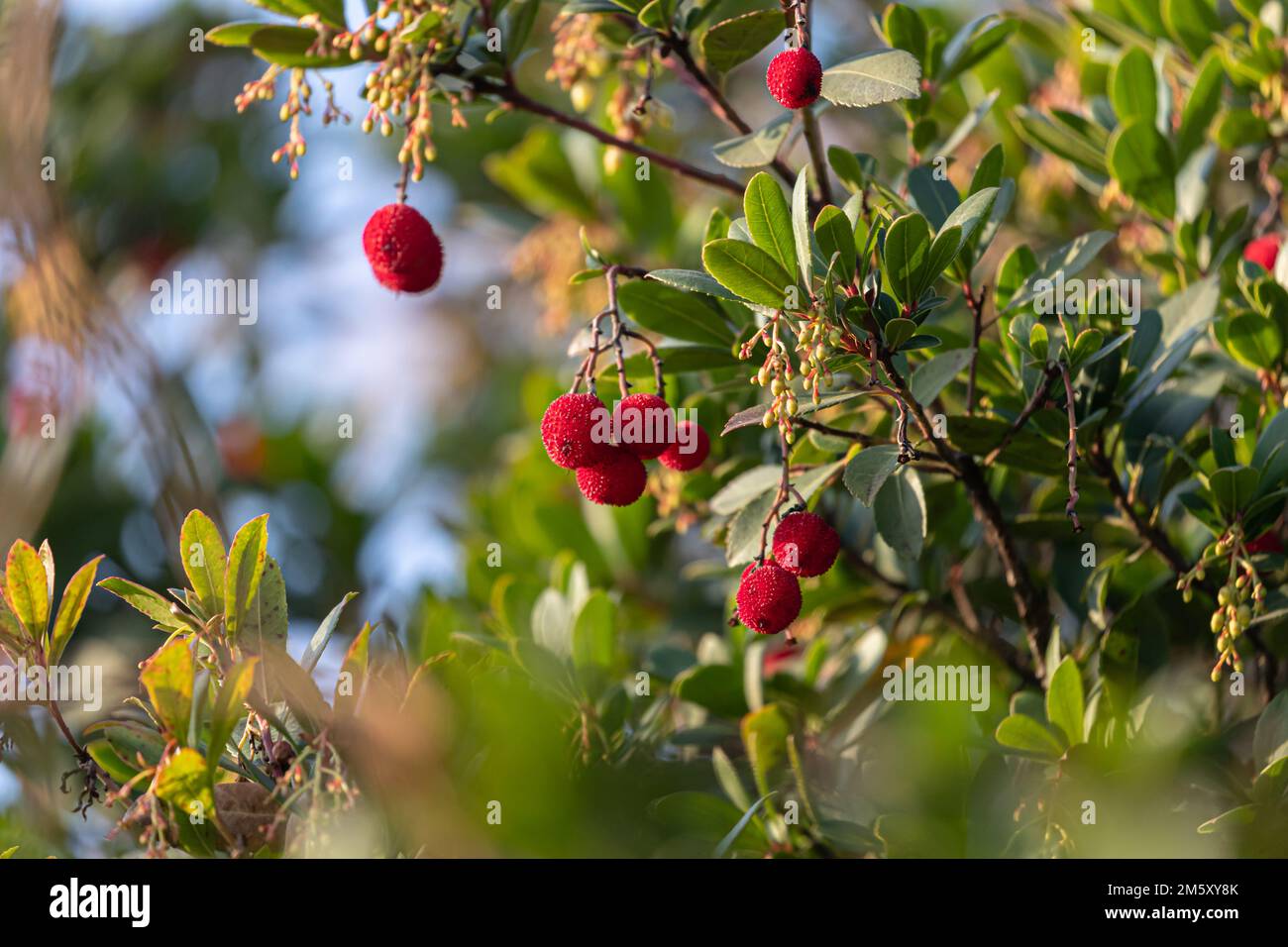 Fruit of Arbutus unedo In the tree in late autumn Stock Photo - Alamy