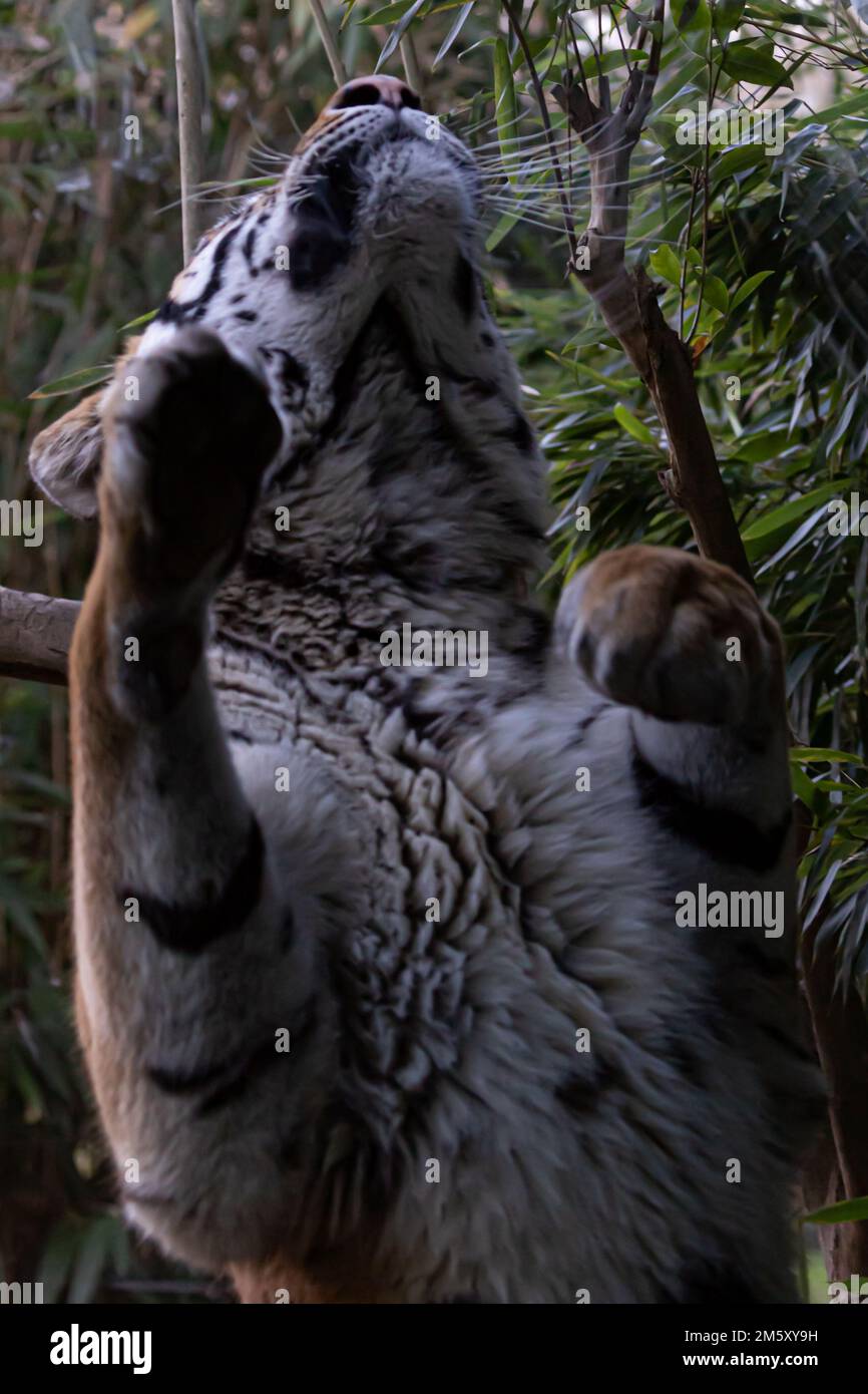 Siberian tiger view from below Stock Photo - Alamy