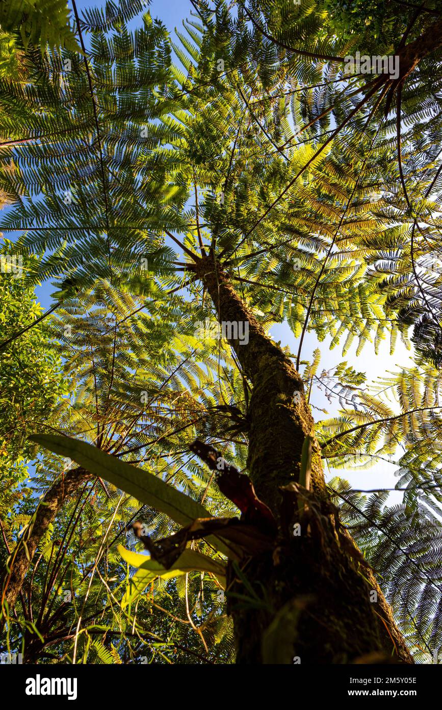 A tree fern seen from below with a blue sky in the background and other ...