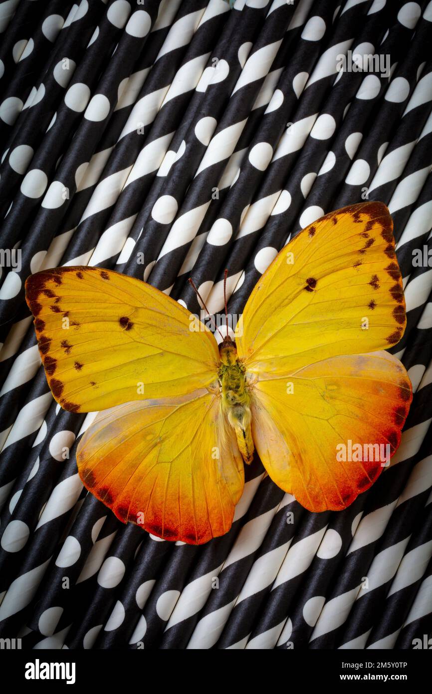Yellow Butterfly Resting On Graphic Surface Still Life Stock Photo - Alamy