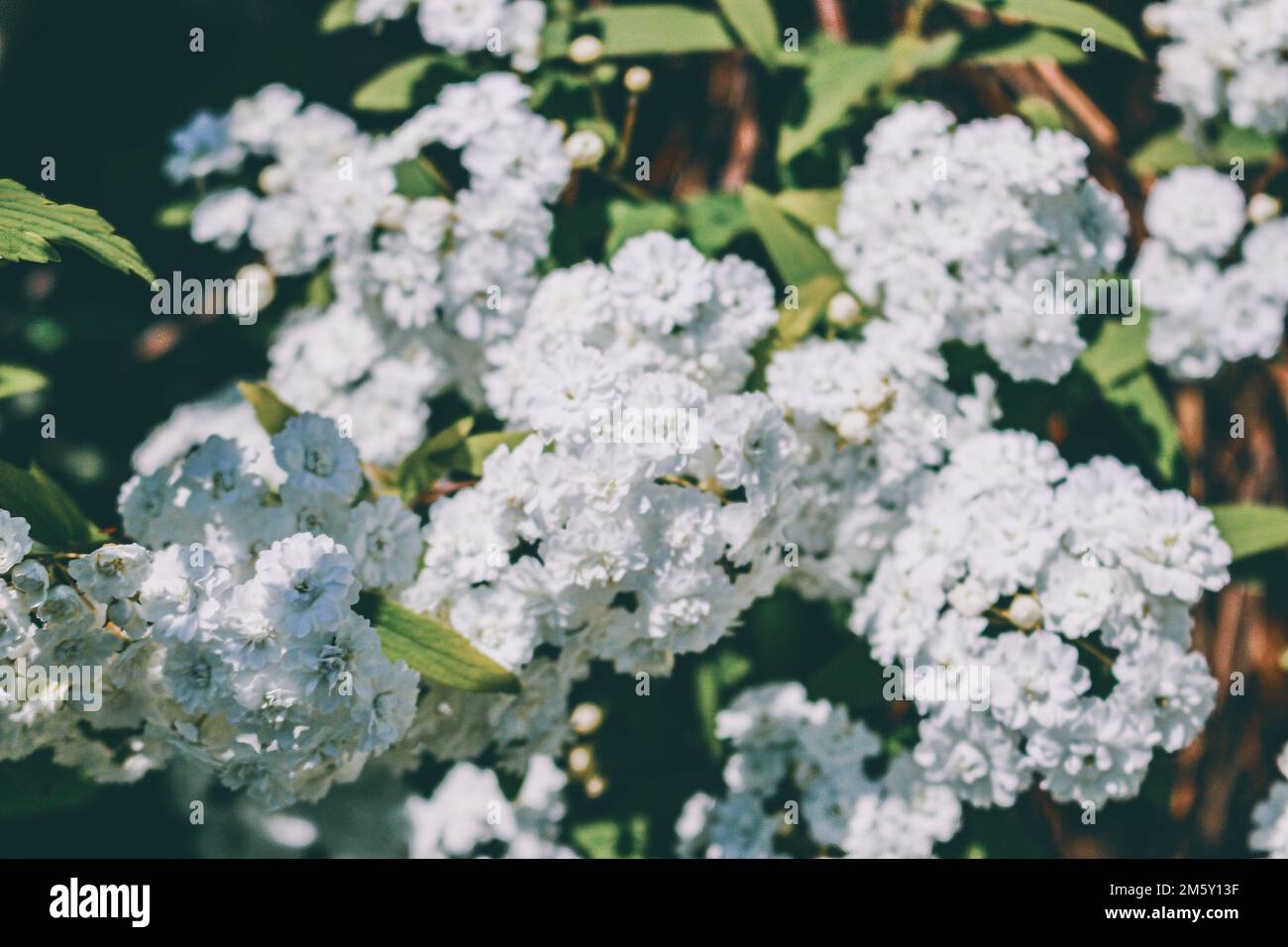 Reeves spirea hi-res stock photography and images - Alamy