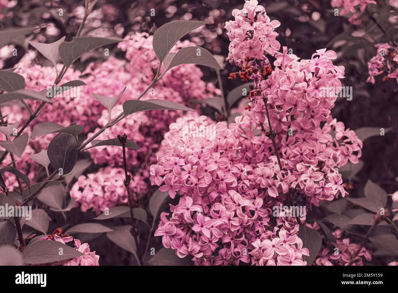 Common lilac in bloom, photographed at the arboretum Stock Photo - Alamy