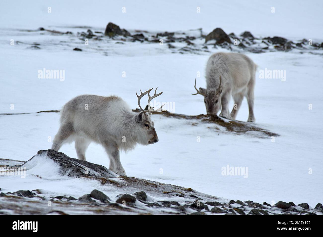 Svalbard reindeer in Bjørndalen, Svalbard Stock Photo - Alamy
