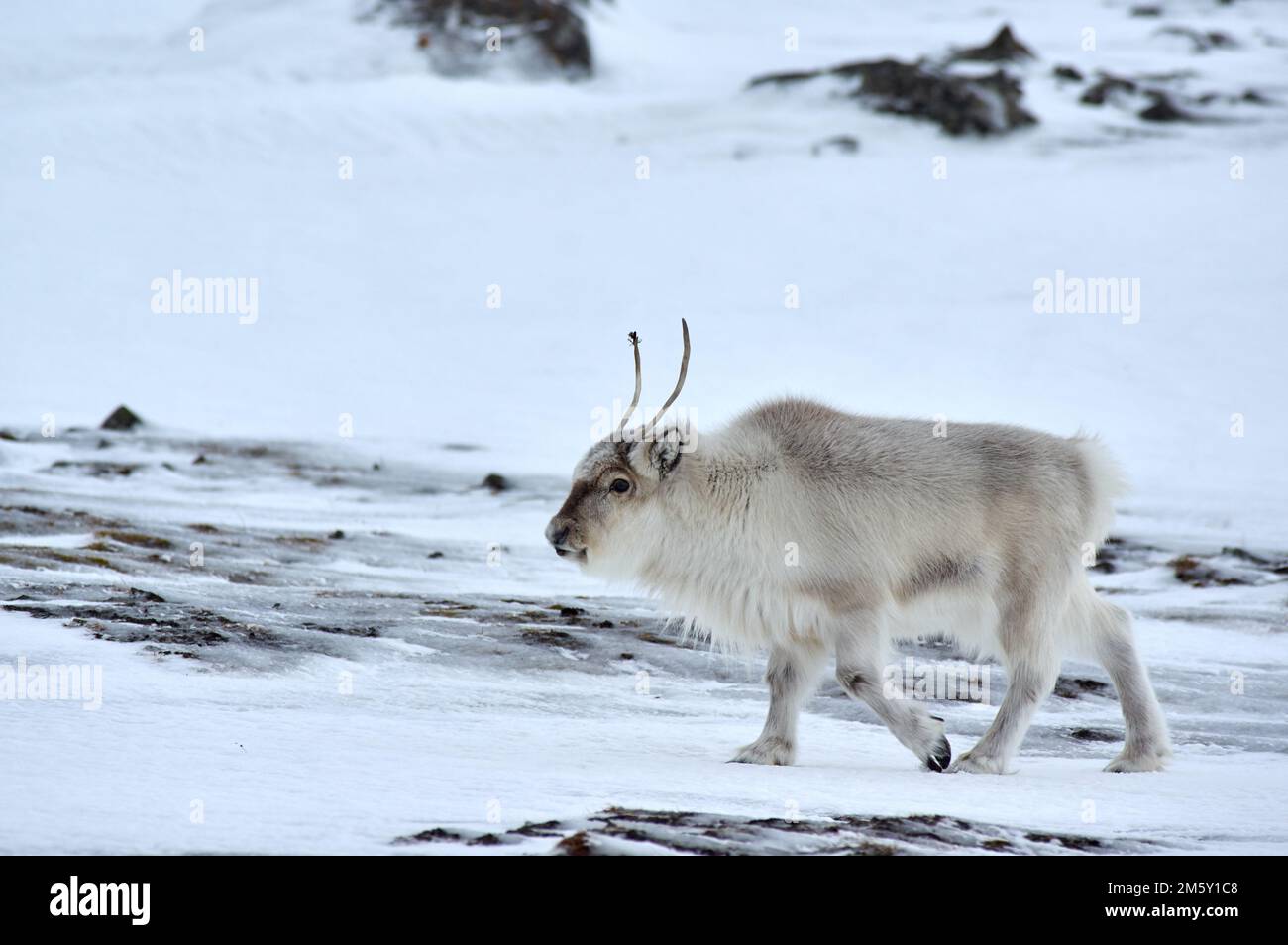 Svalbard reindeer in Bjørndalen, Svalbard Stock Photo - Alamy