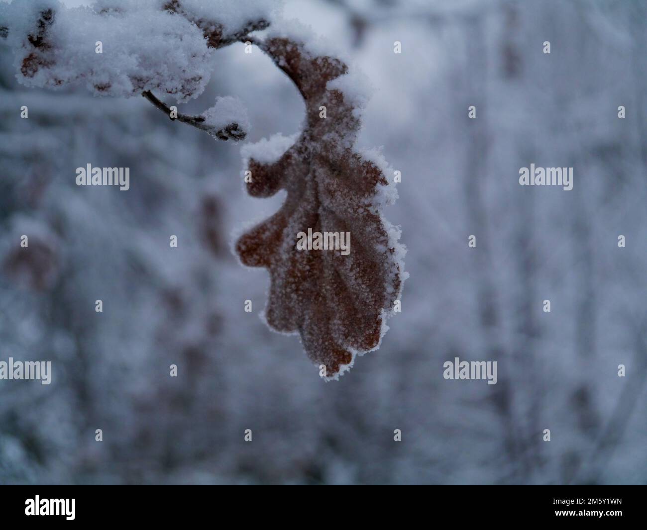 Close up of frozen leaf during winter Stock Photo - Alamy
