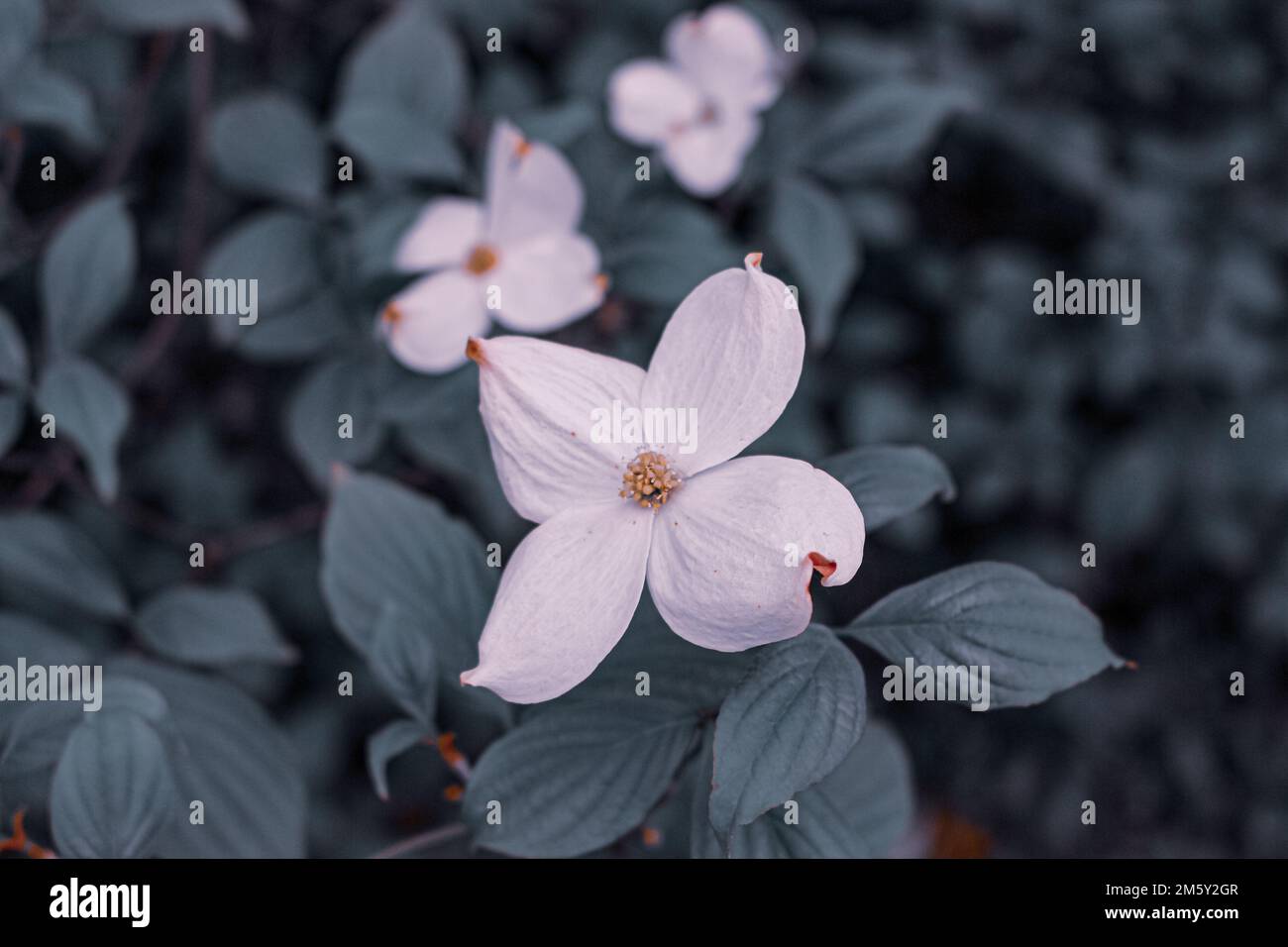 Flowering dogwood in bloom, photoed at the arboretum Stock Photo - Alamy