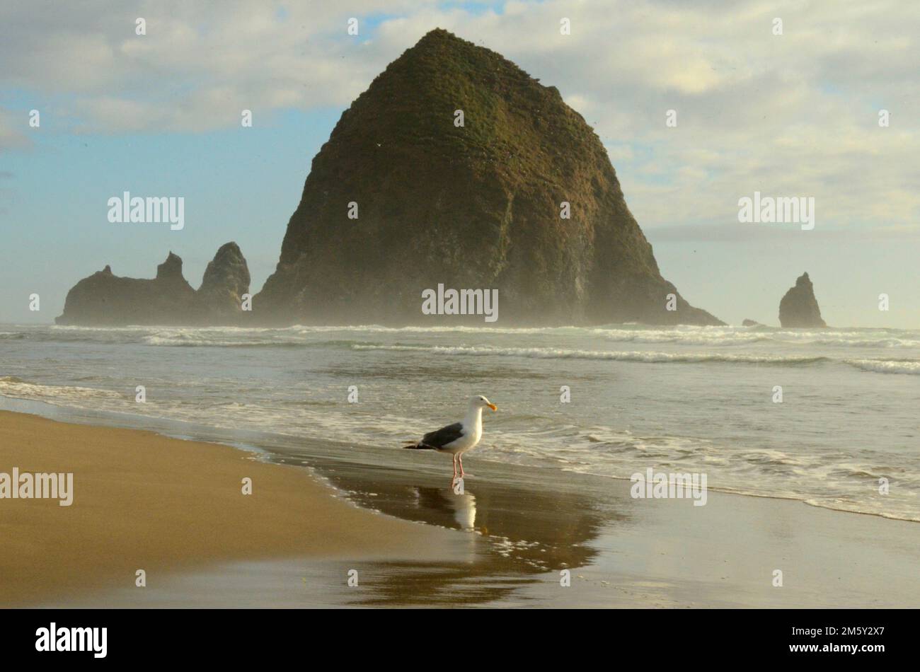 A western gull standing against the skyline of Haystack Rock at the ...