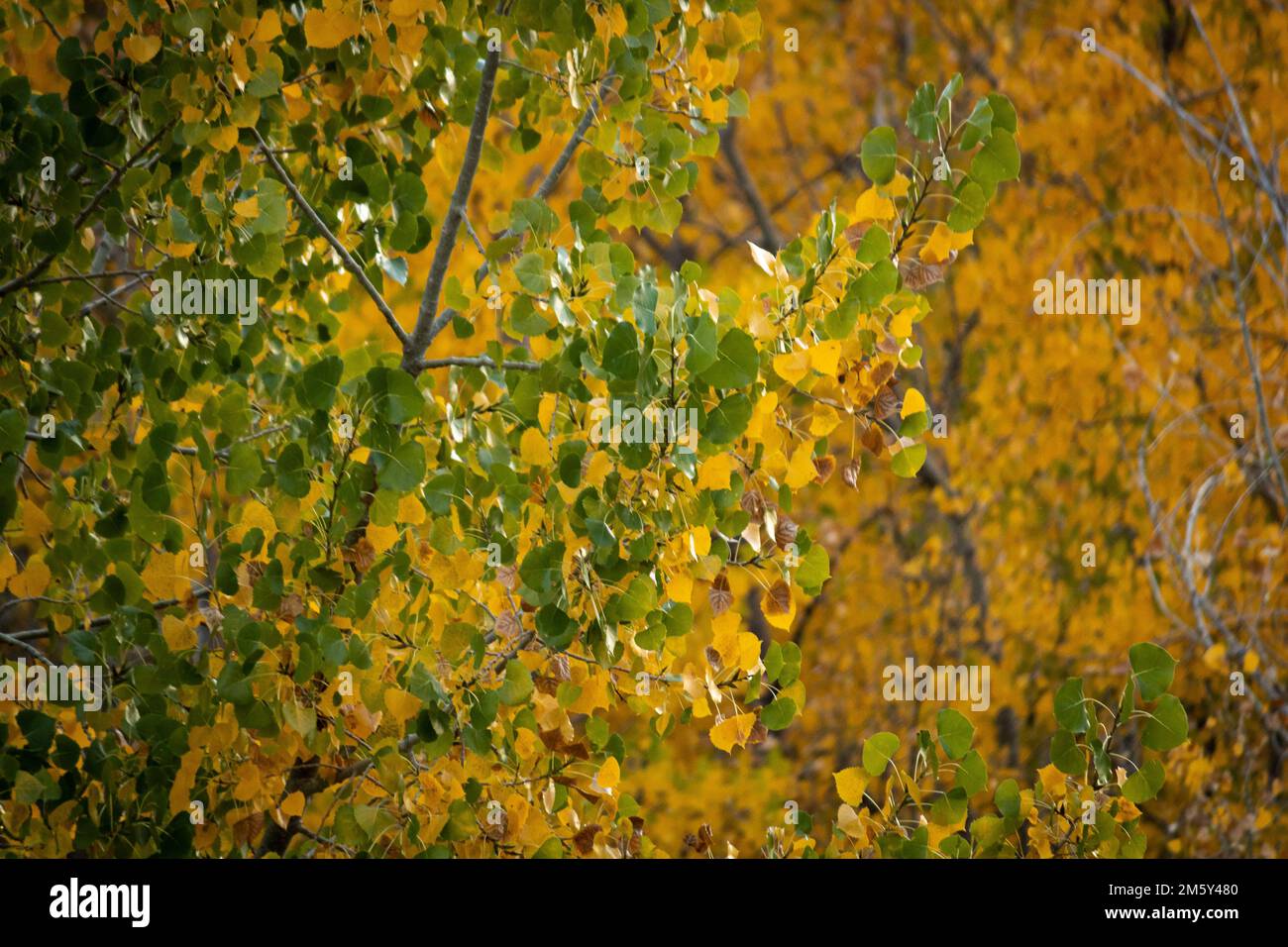 Changing colors of seasons hi-res stock photography and images - Alamy