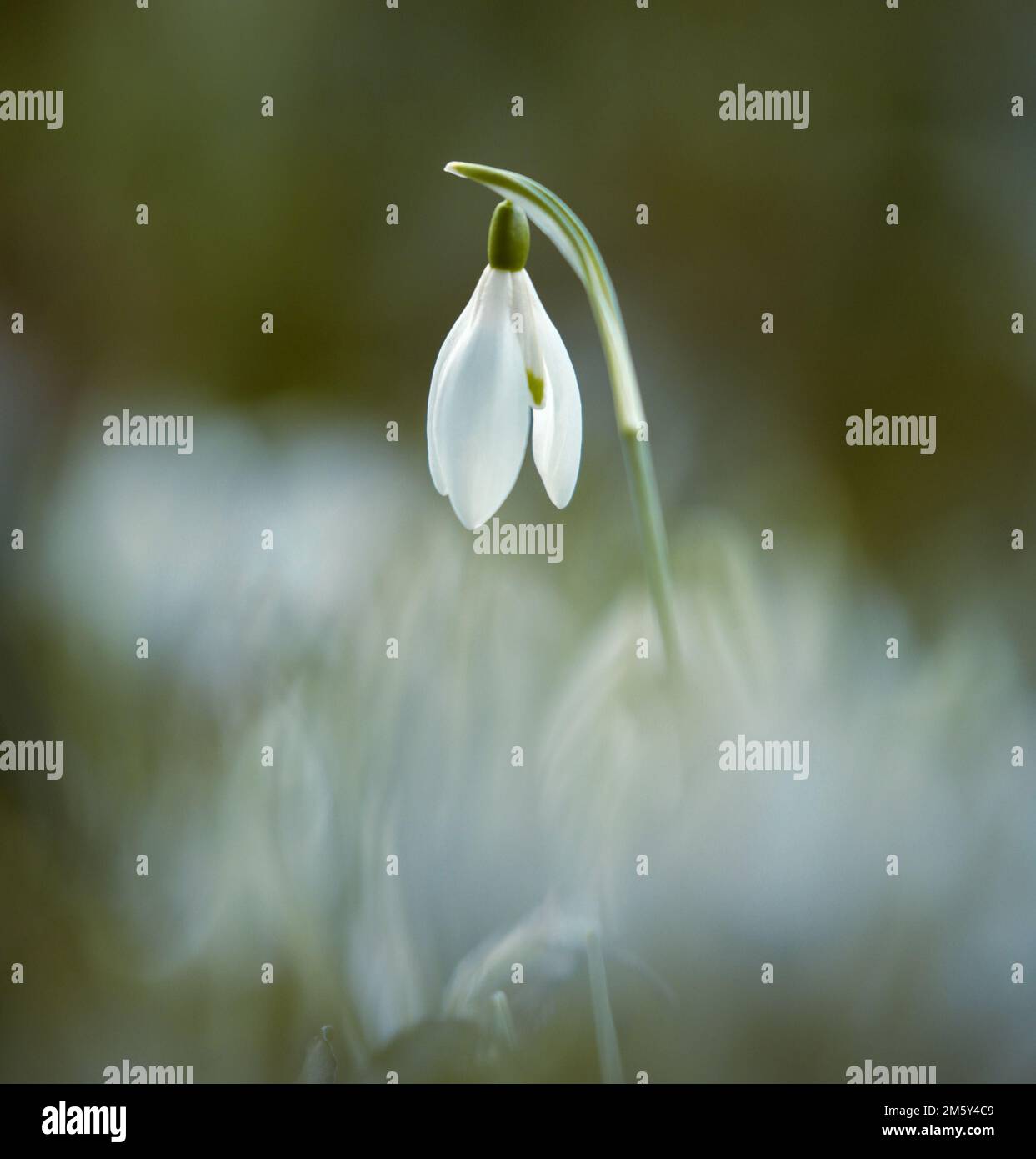 Snowdop flowers, Close up, low angle views of Isolated Snowdrop flowers ...