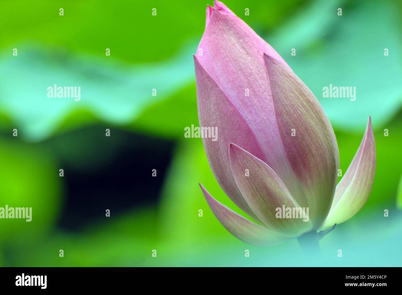 Blossoming lotus flowers Stock Photo - Alamy