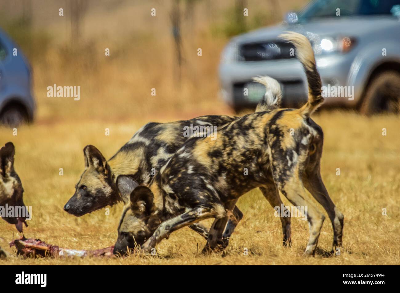 The African wild dog (Lycaon pictus), also known as African hunting or ...