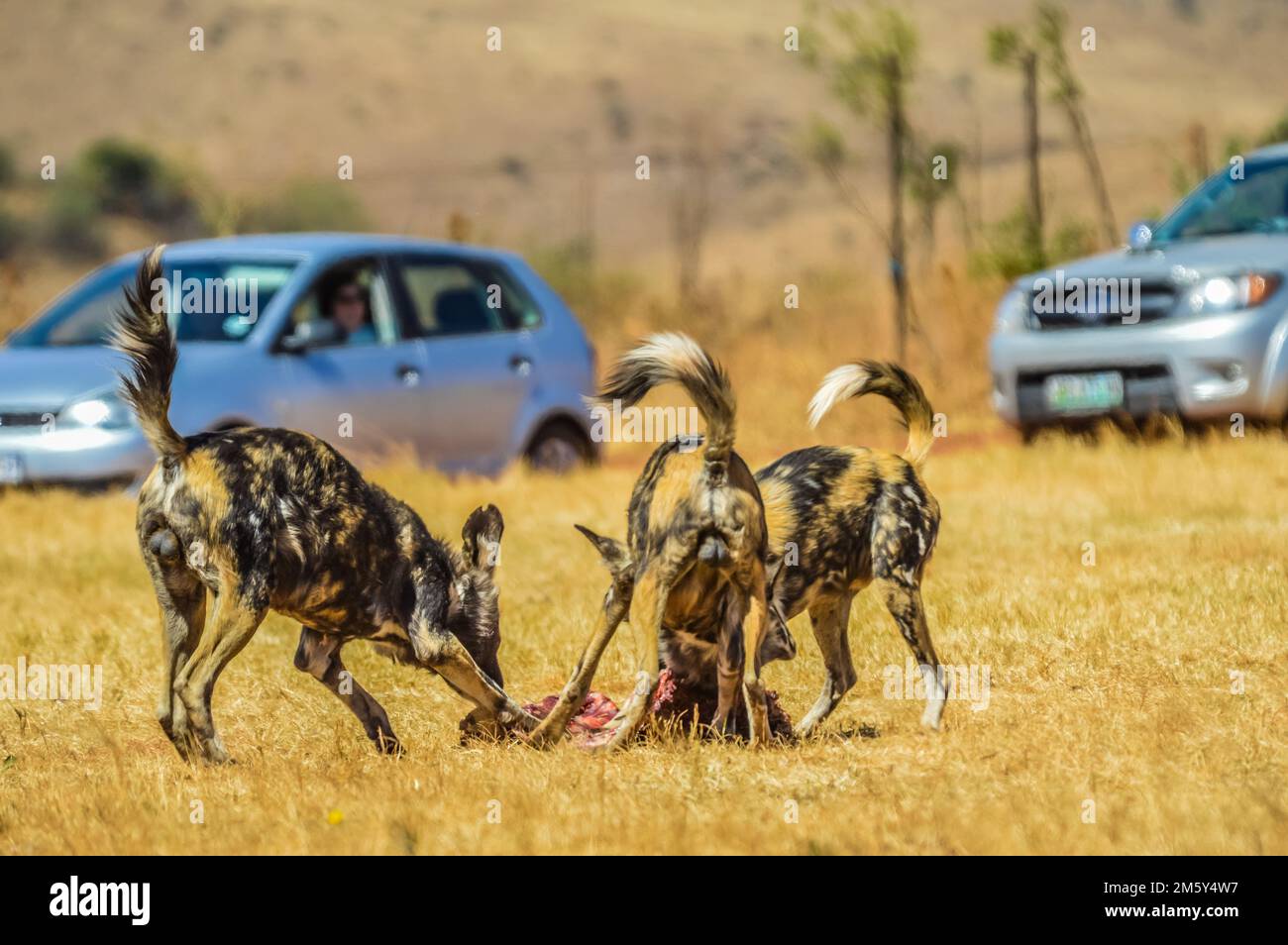 The African wild dog (Lycaon pictus), also known as African hunting or ...
