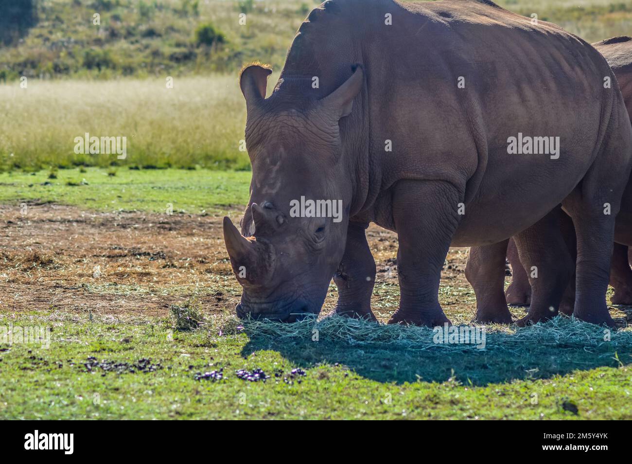 Artistic photo of a, endangered male bull white Rhinoceros in a nature ...
