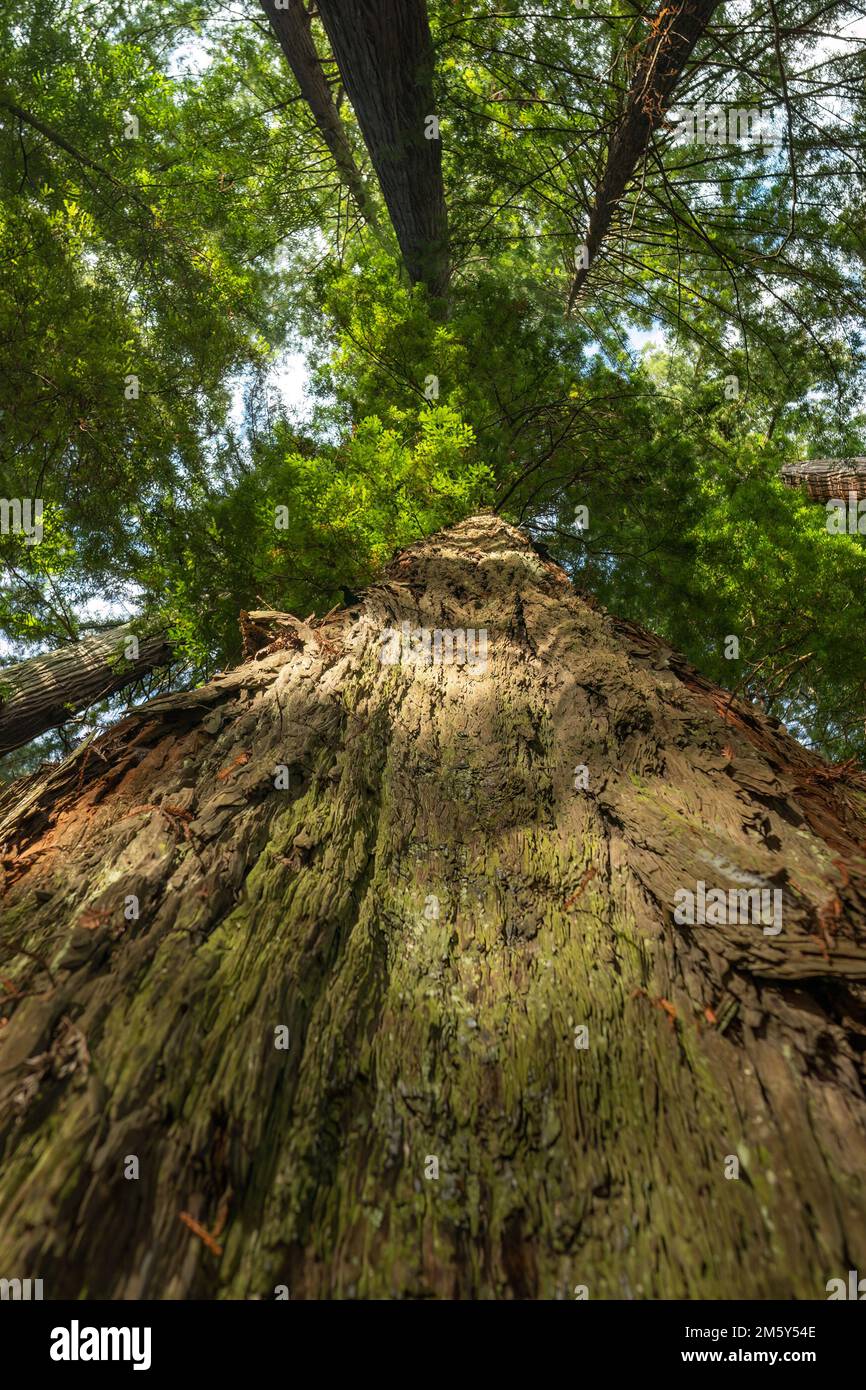 Giant redwood trees in a Humboldt forest, California Stock Photo - Alamy